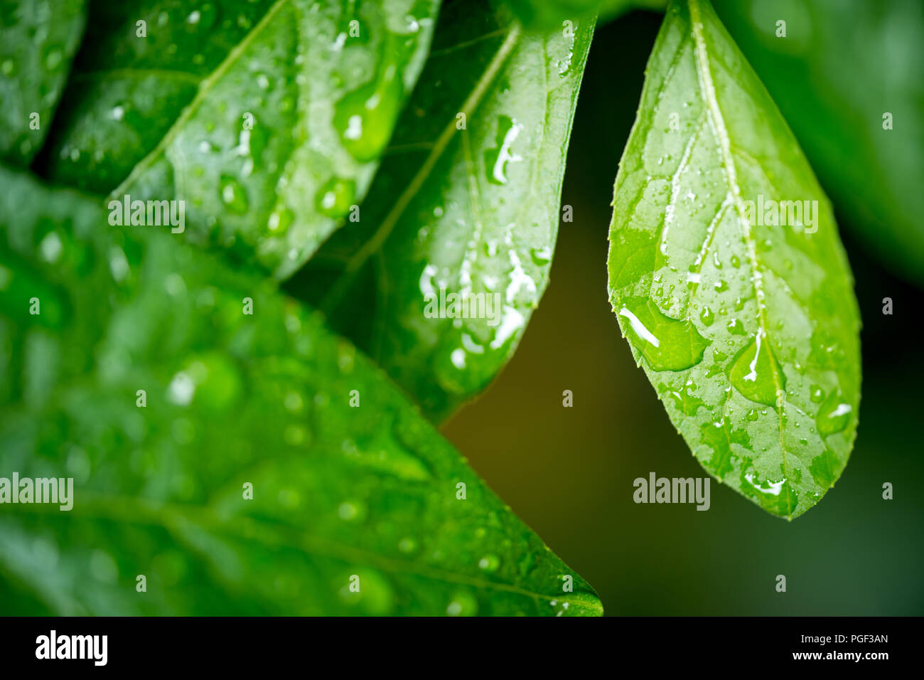 Nan chao hi-res stock photography and images - Alamy