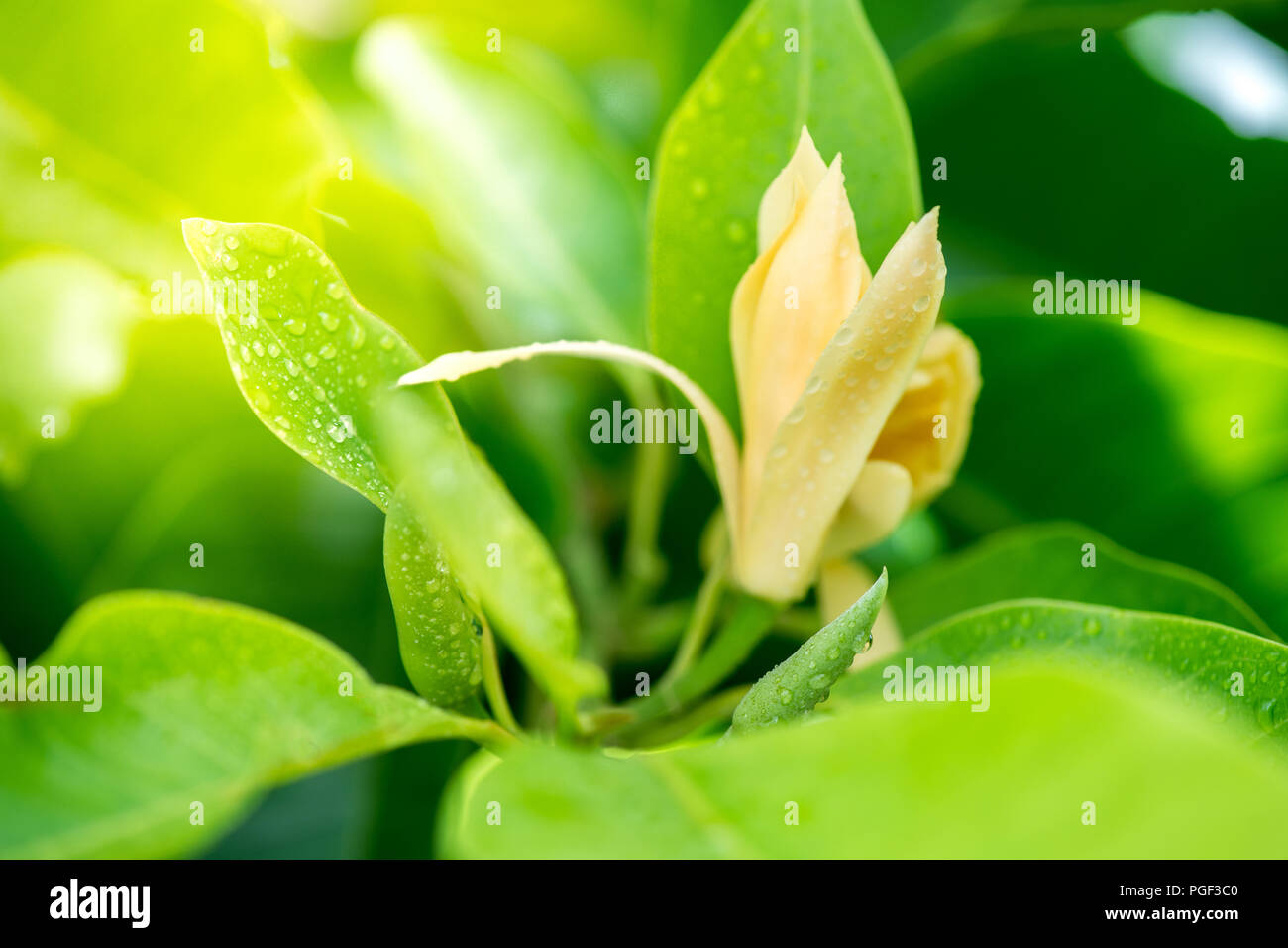 Champaka flower hi-res stock photography and images - Alamy