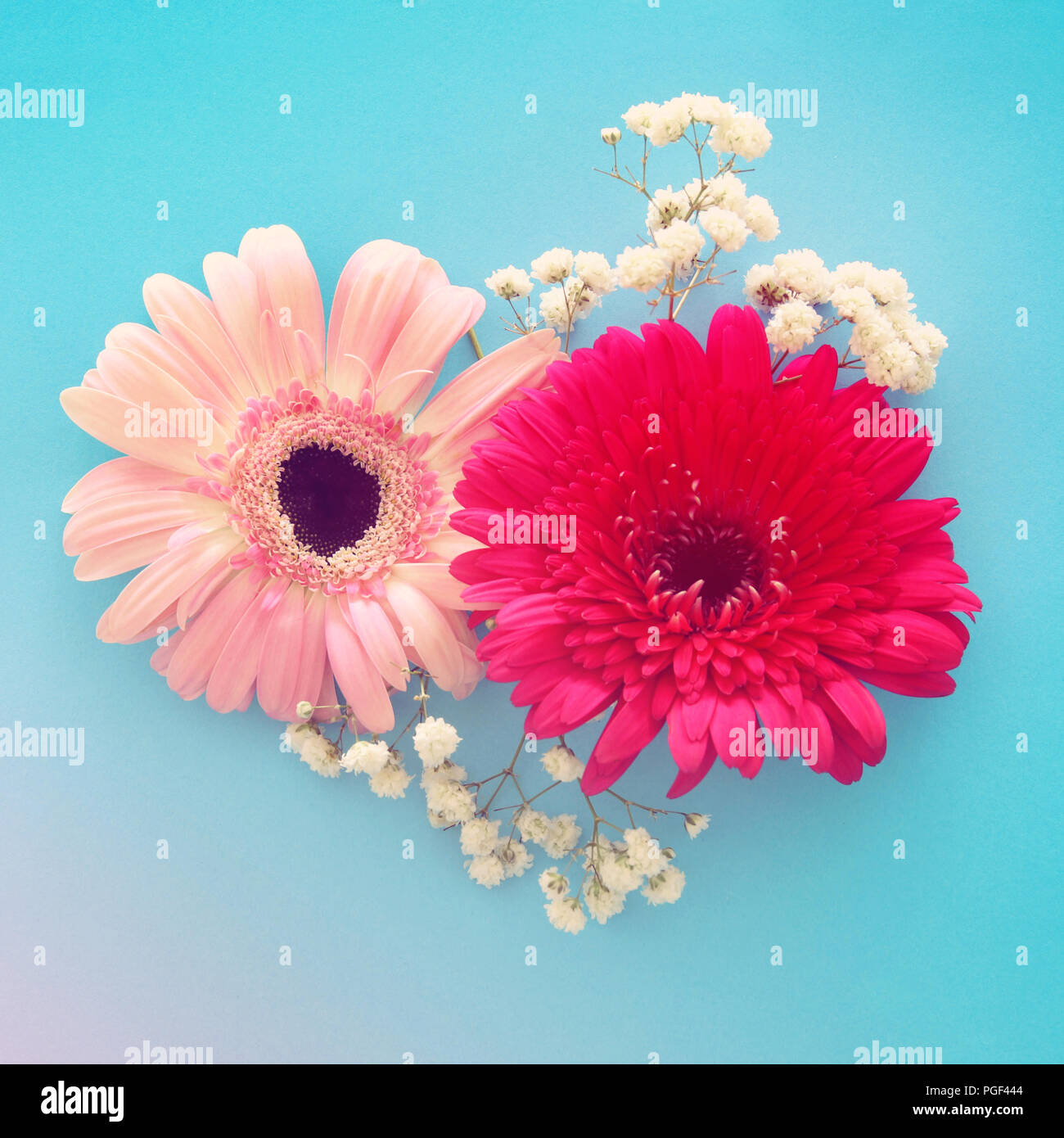 Top view of flowers arrangement over blue background. Copy space Stock ...