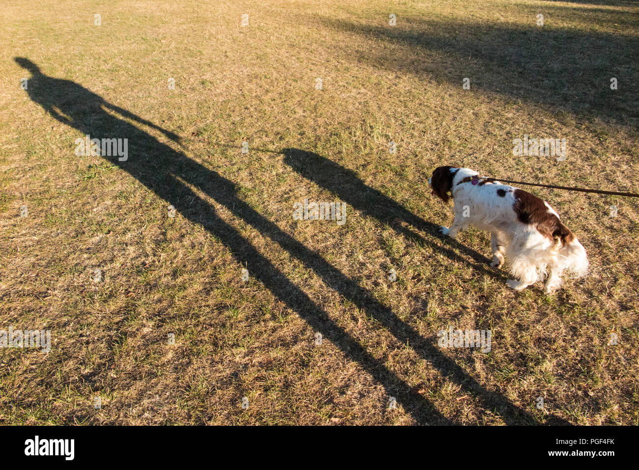 A dog walker and his pet cocker spaniel's shadows on parched grass in a ...
