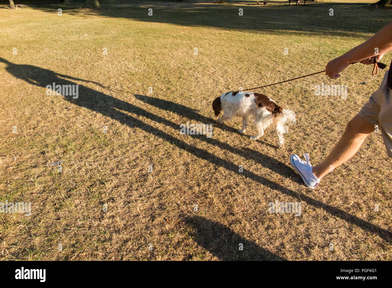 Dog silhouette cocker spaniel hi-res stock photography and images - Alamy