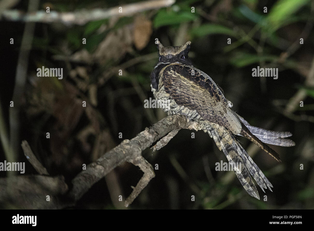 Great eared nightjar not flying hi-res stock photography and images - Alamy