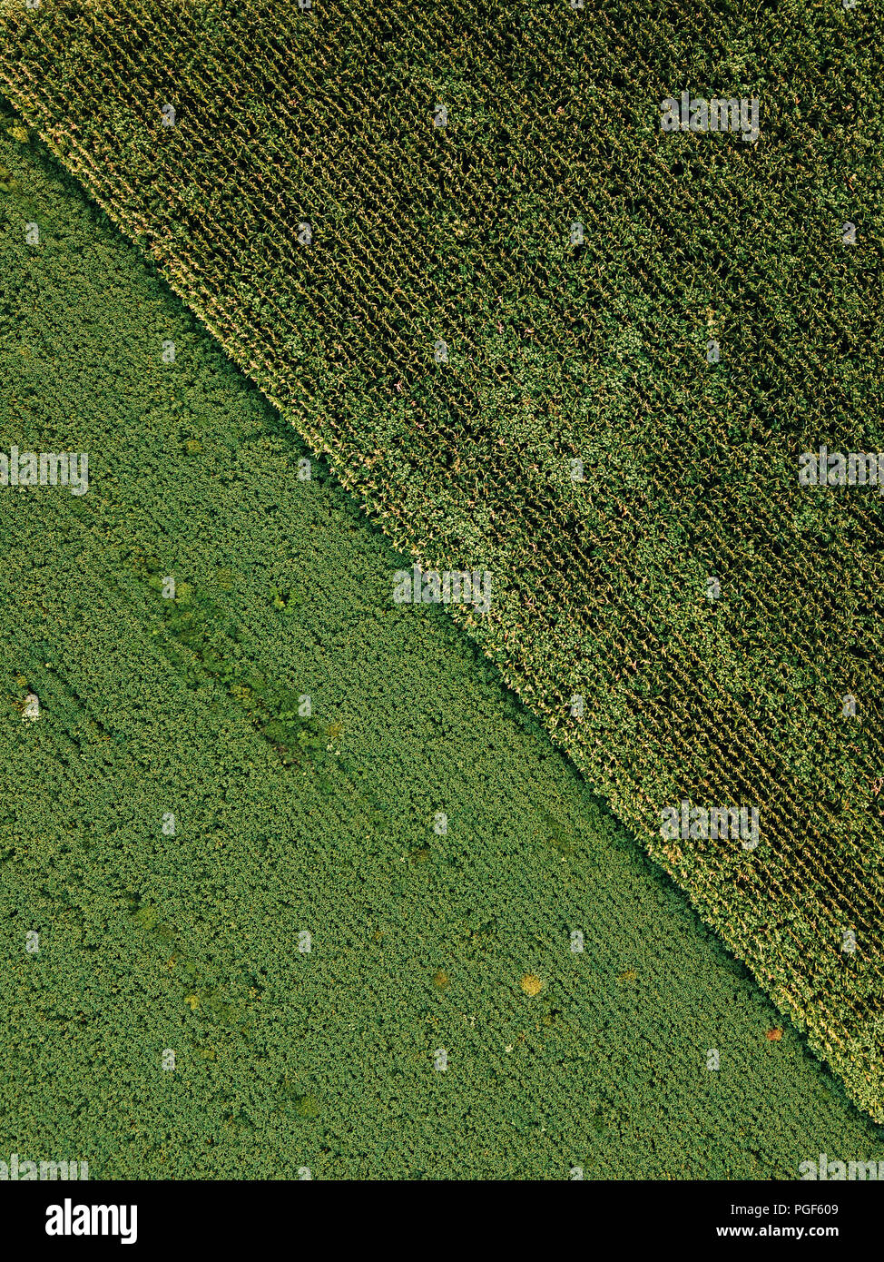 Aerial photography of cultivated soybean and corn crop field in summer ...