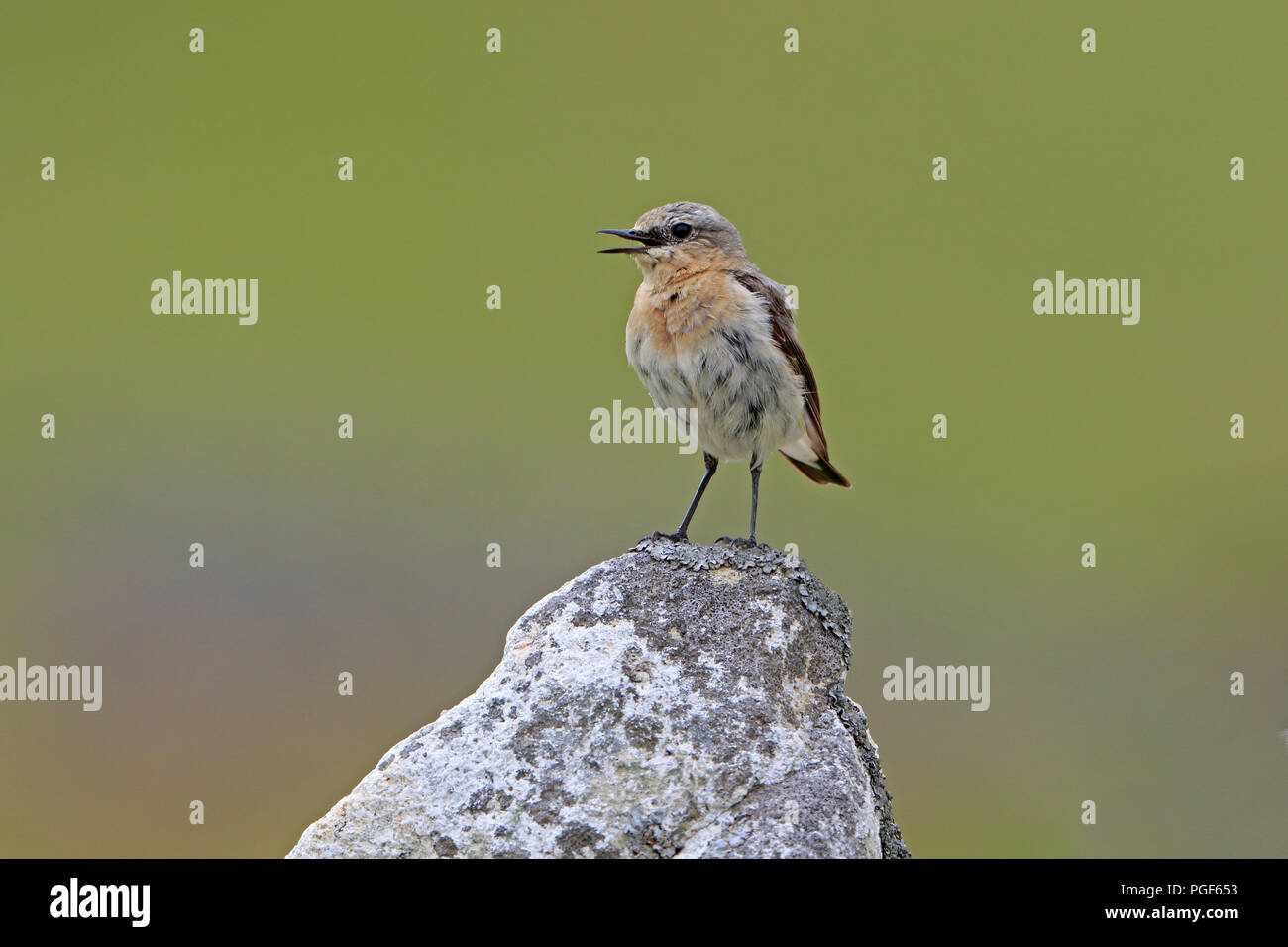 Adult Northern Wheatear on St Kilda Outer Hebrides Scotland Stock Photo ...