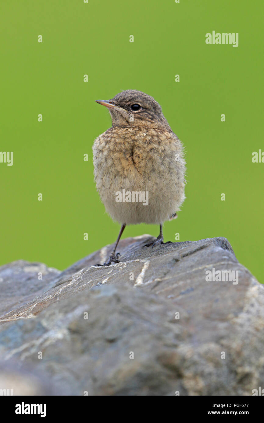 Northern Wheatear on St Kilda Outer Hebrides Scotland Stock Photo - Alamy