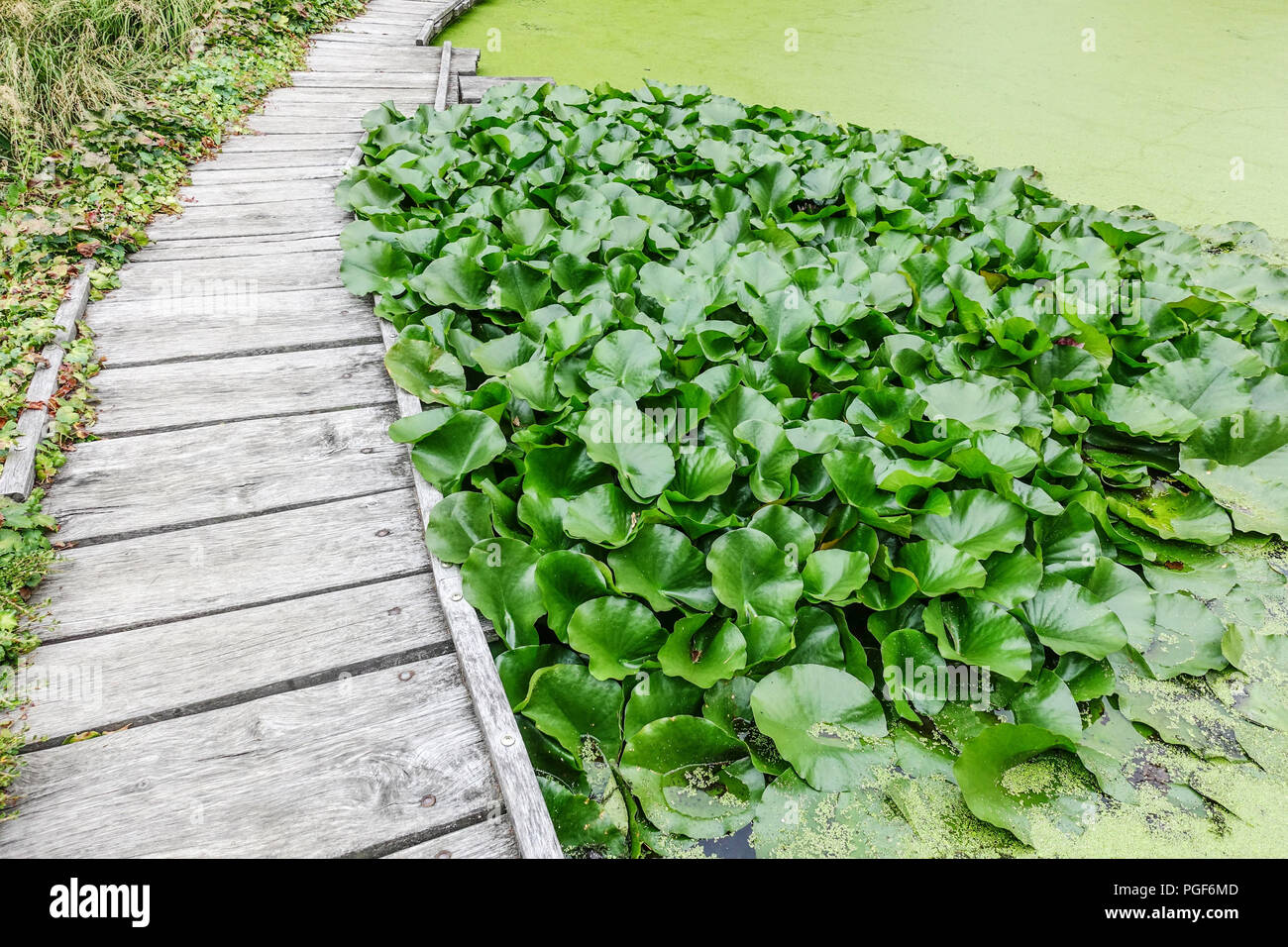 Garden pond path, duckweed-covered pond wooden path Stock Photo - Alamy