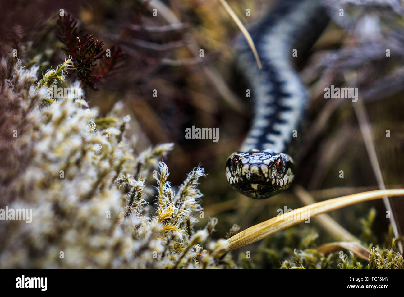 Common adder scotland hi-res stock photography and images - Alamy