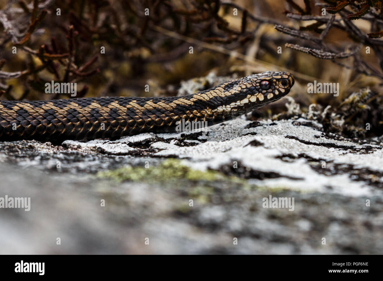 Adder scotland hi-res stock photography and images - Alamy