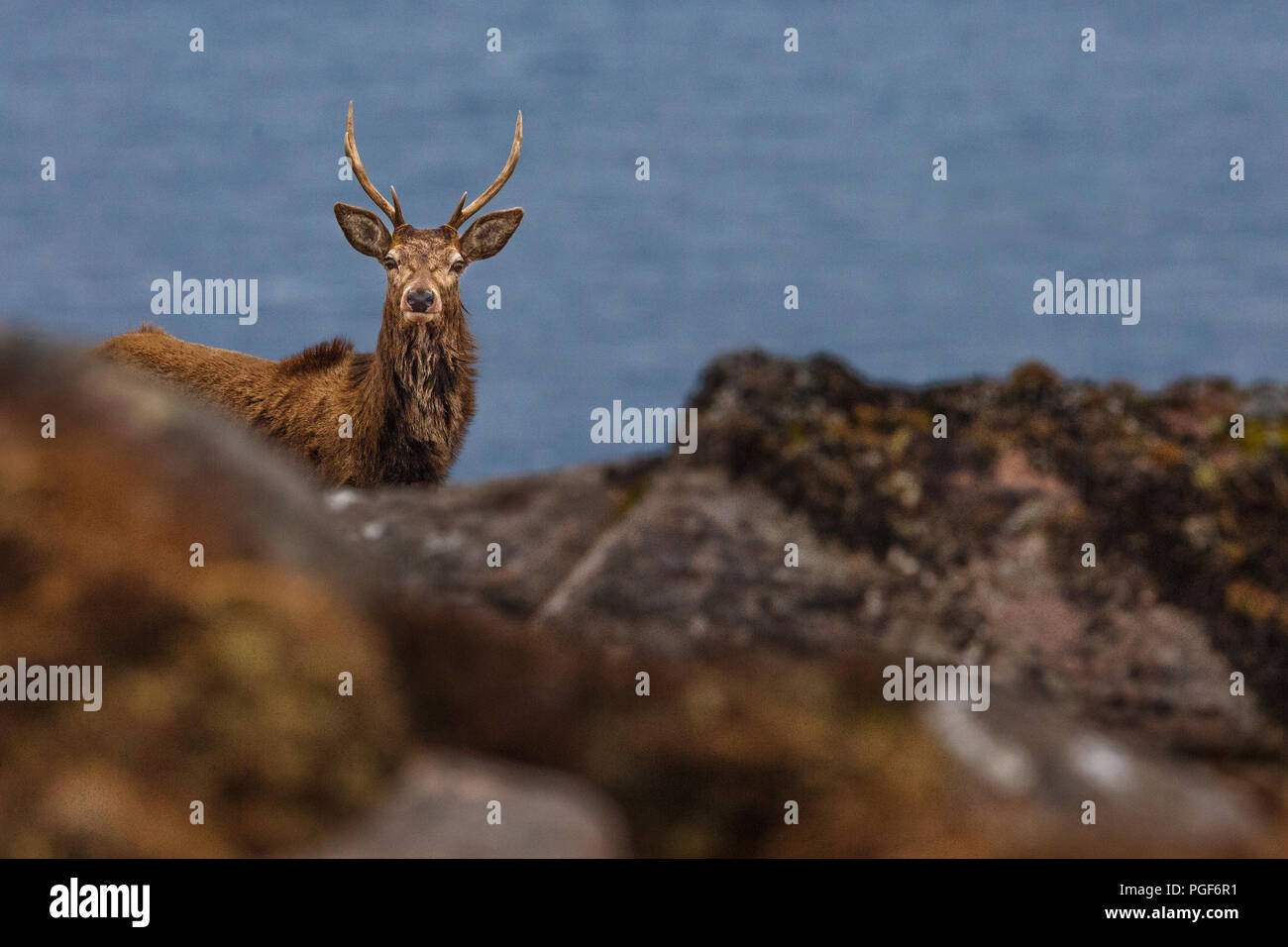 Red Deer, Applecross Peninsula, Scotland Stock Photo - Alamy