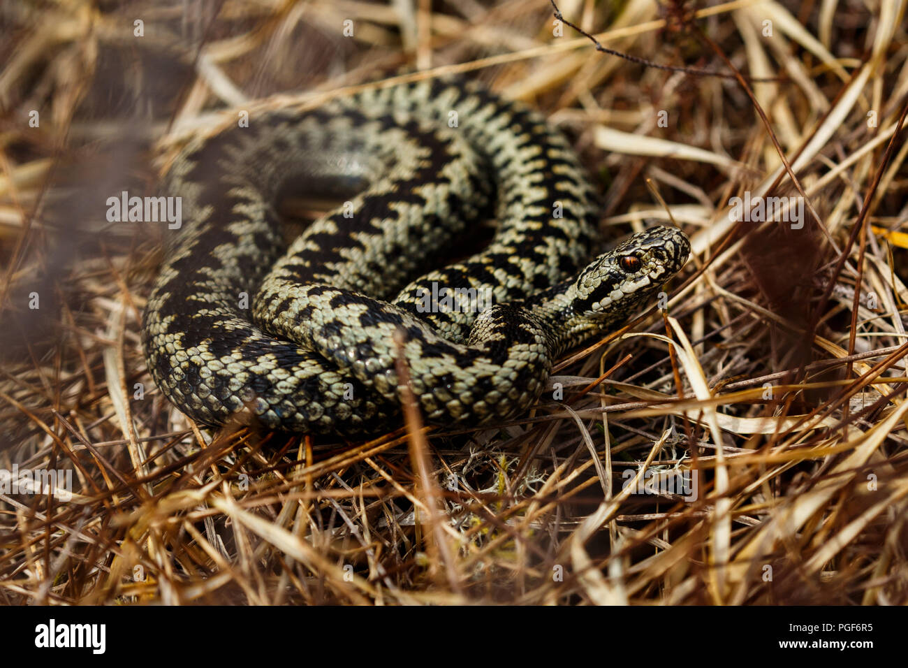 Common adder scotland hi-res stock photography and images - Alamy