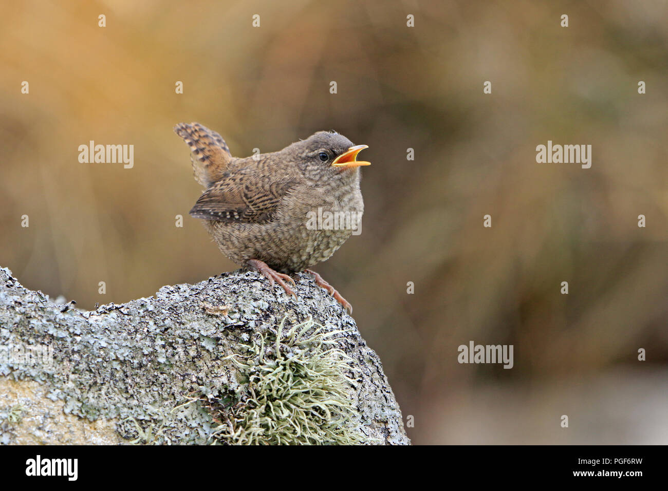 St kilda wren hi-res stock photography and images - Alamy