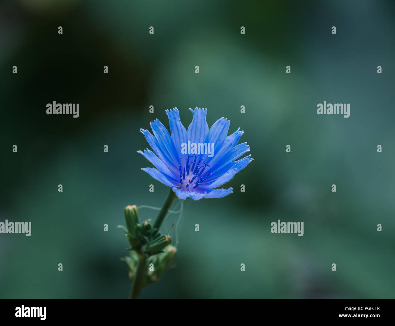 Linariifolia High Resolution Stock Photography and Images - Alamy
