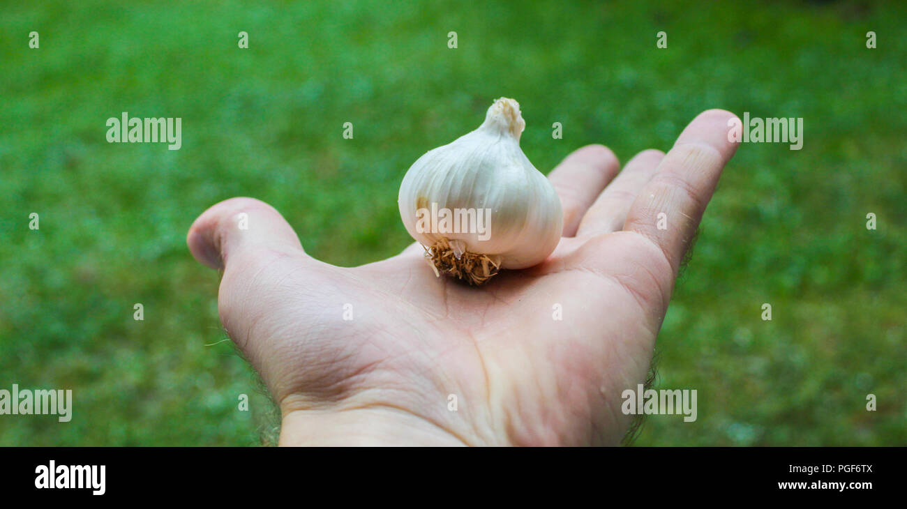 Man holding fresh and raw garlic on the palm of his hand Stock Photo ...