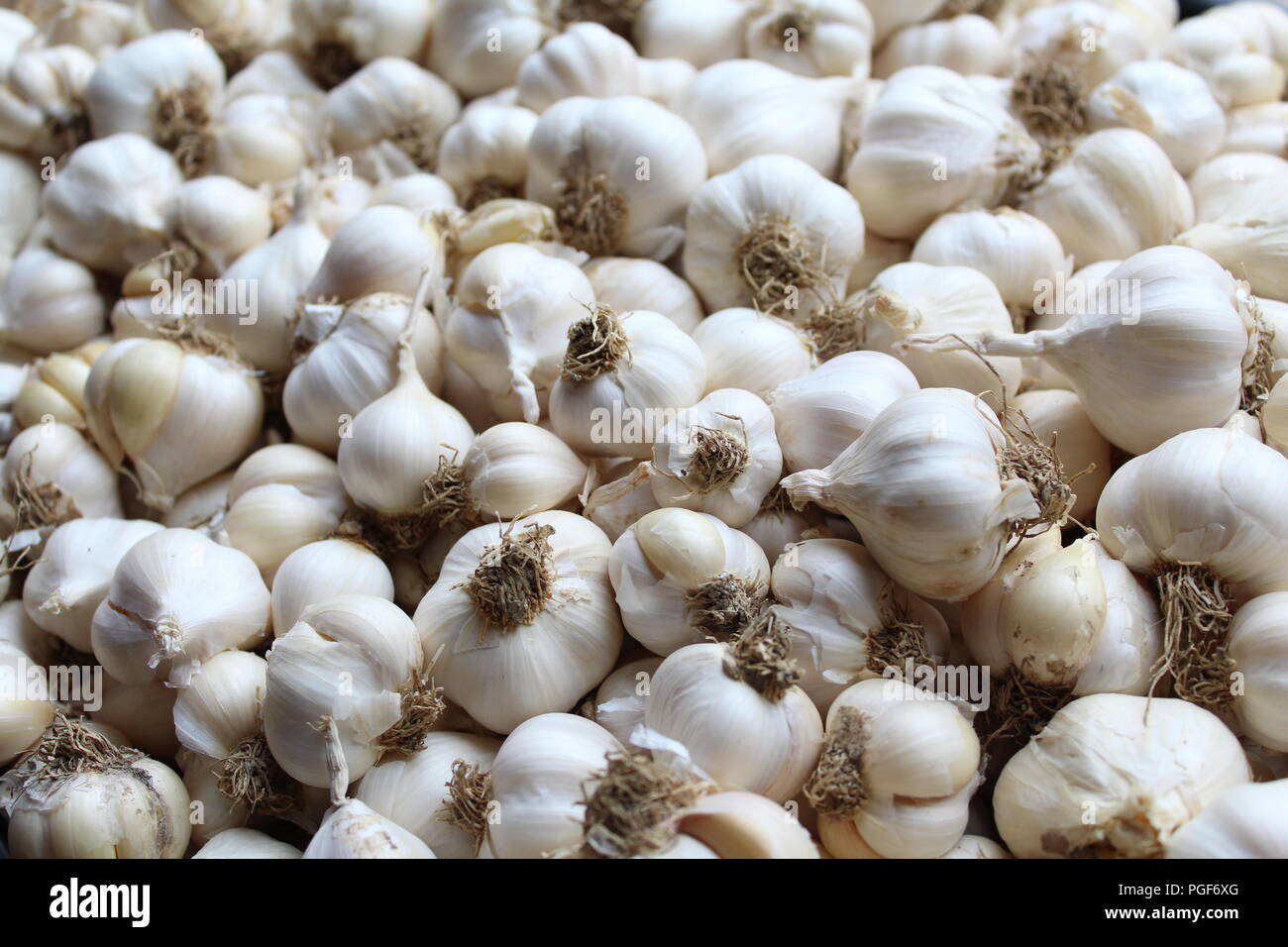 Fresh and organic garlic. Full frame of white, aromatic garlics Stock ...