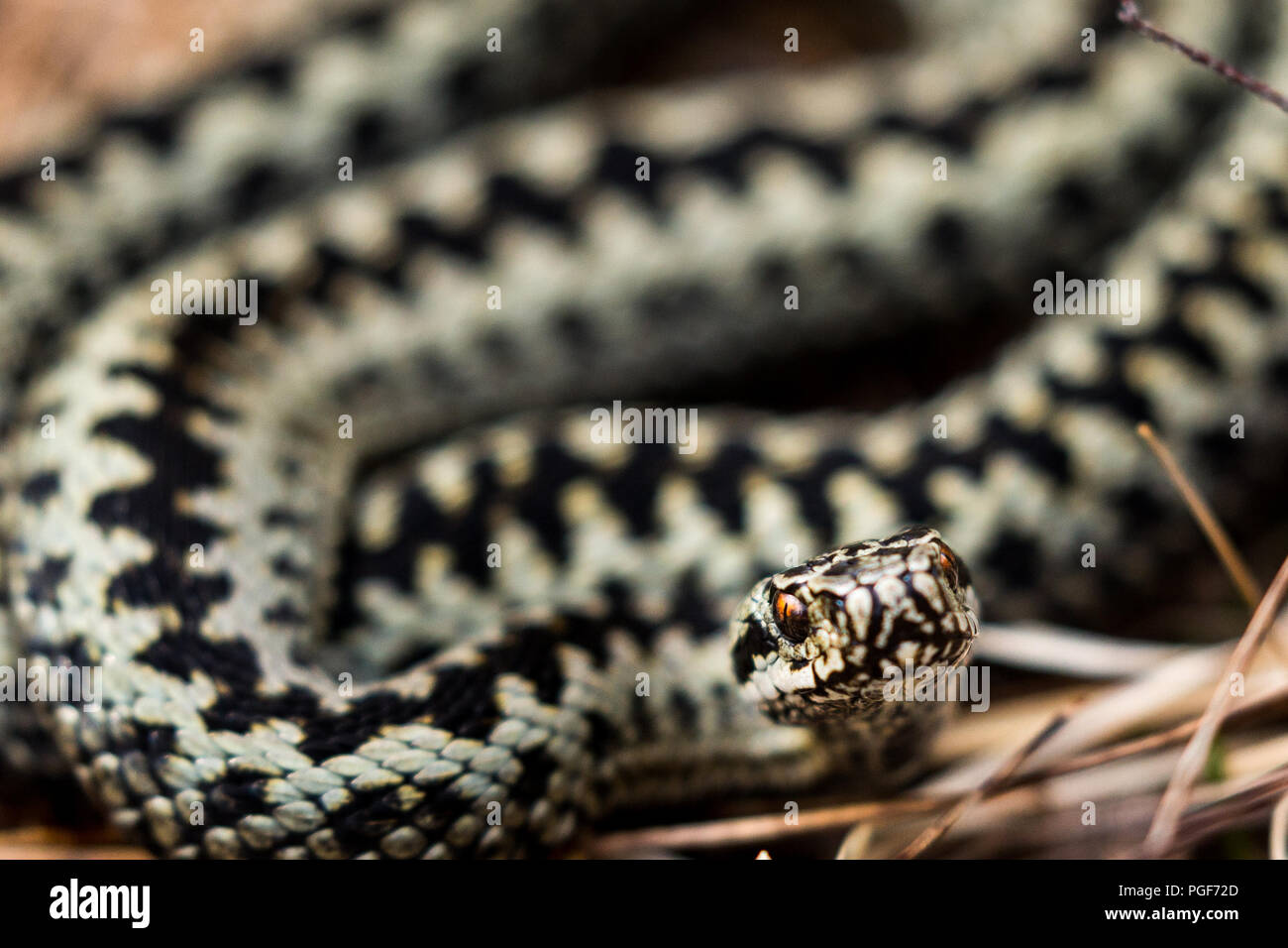 Common adder scotland hi-res stock photography and images - Alamy