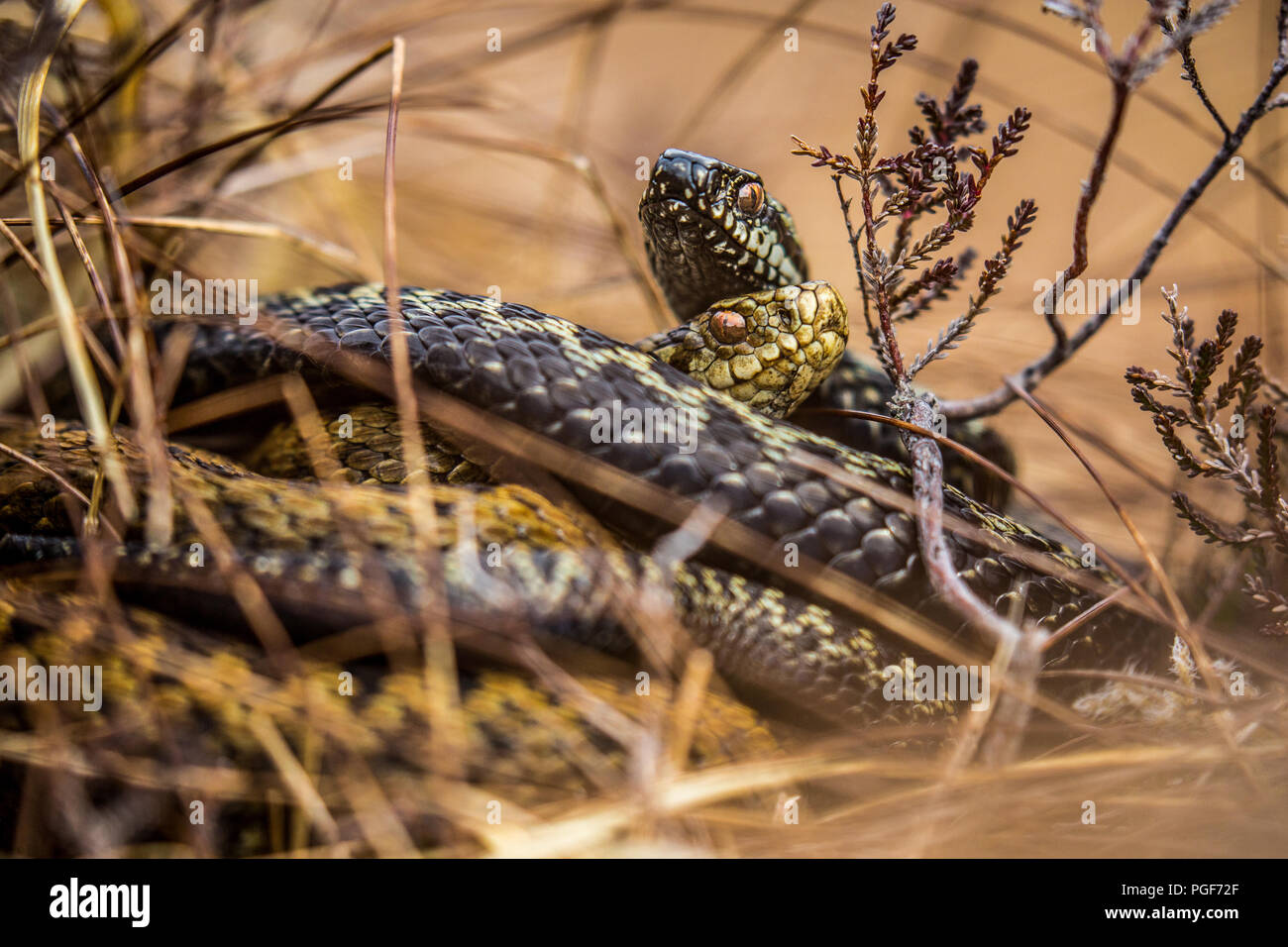Adder scotland hi-res stock photography and images - Alamy