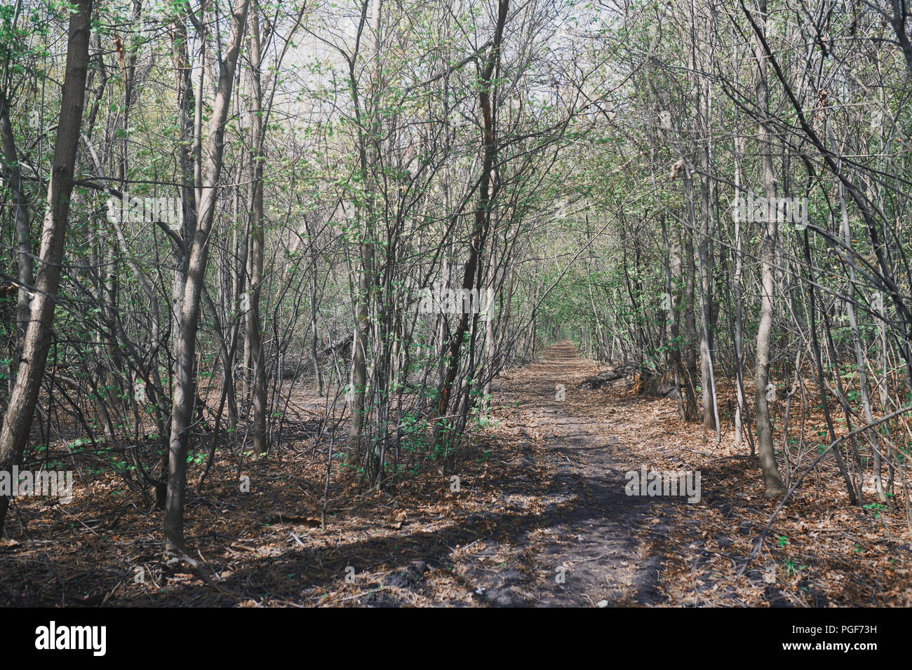 Pathway amidst Trees In Forest of UK Stock Photo - Alamy