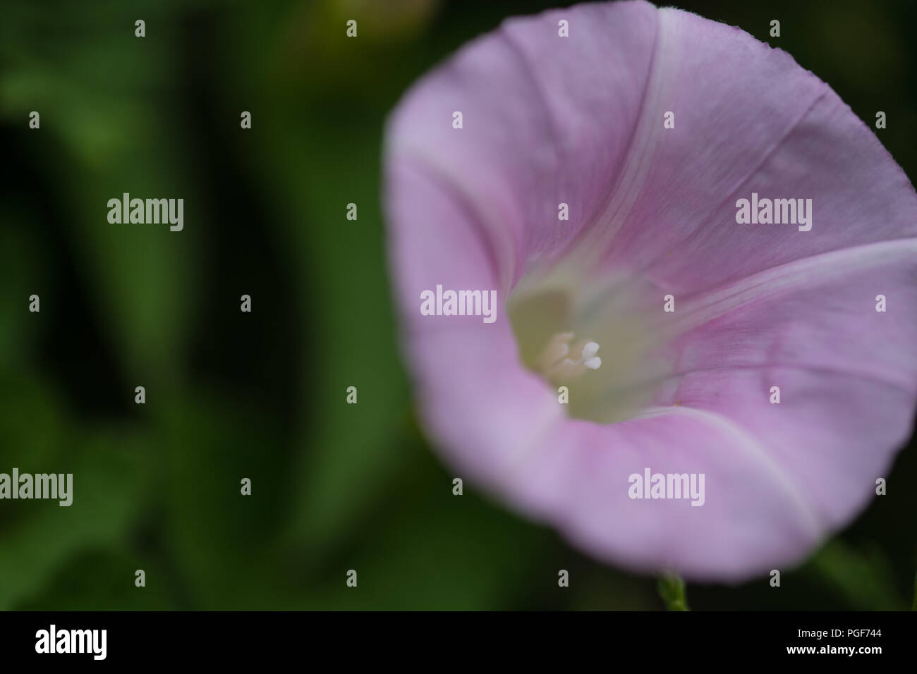 Pharbitis nil hi-res stock photography and images - Alamy