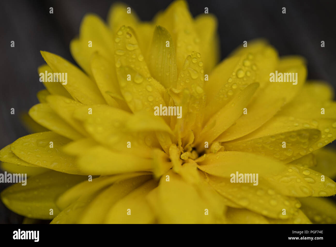 Fluffy petals hi-res stock photography and images - Alamy