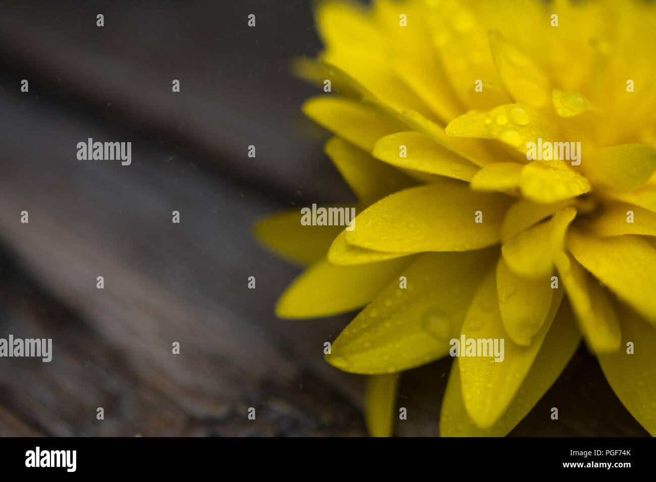 Fluffy petals hi-res stock photography and images - Alamy