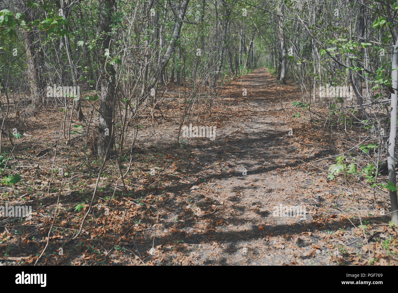 Pathway amidst Trees In Forest of UK Stock Photo - Alamy