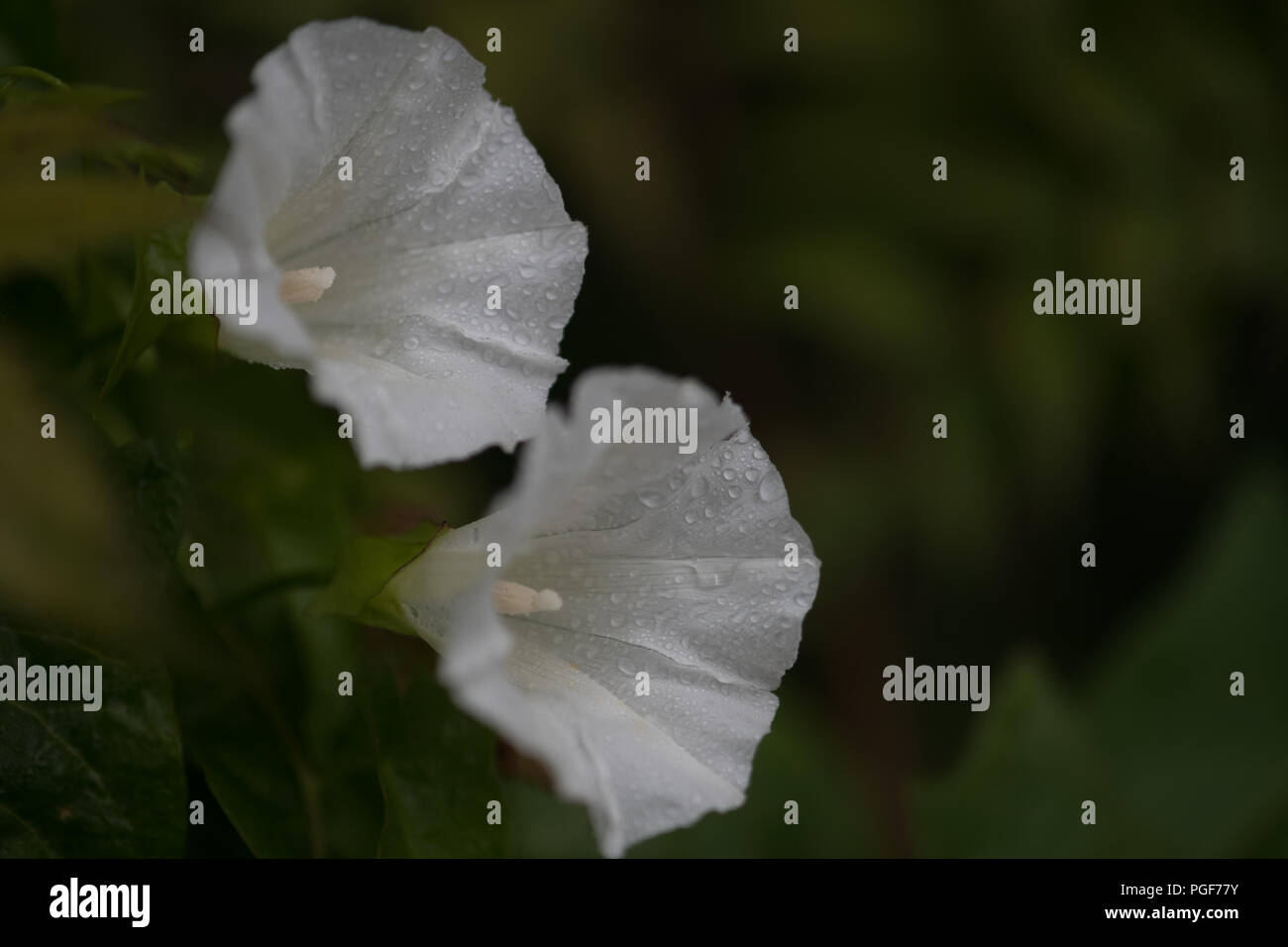 Pharbitis nil hi-res stock photography and images - Alamy