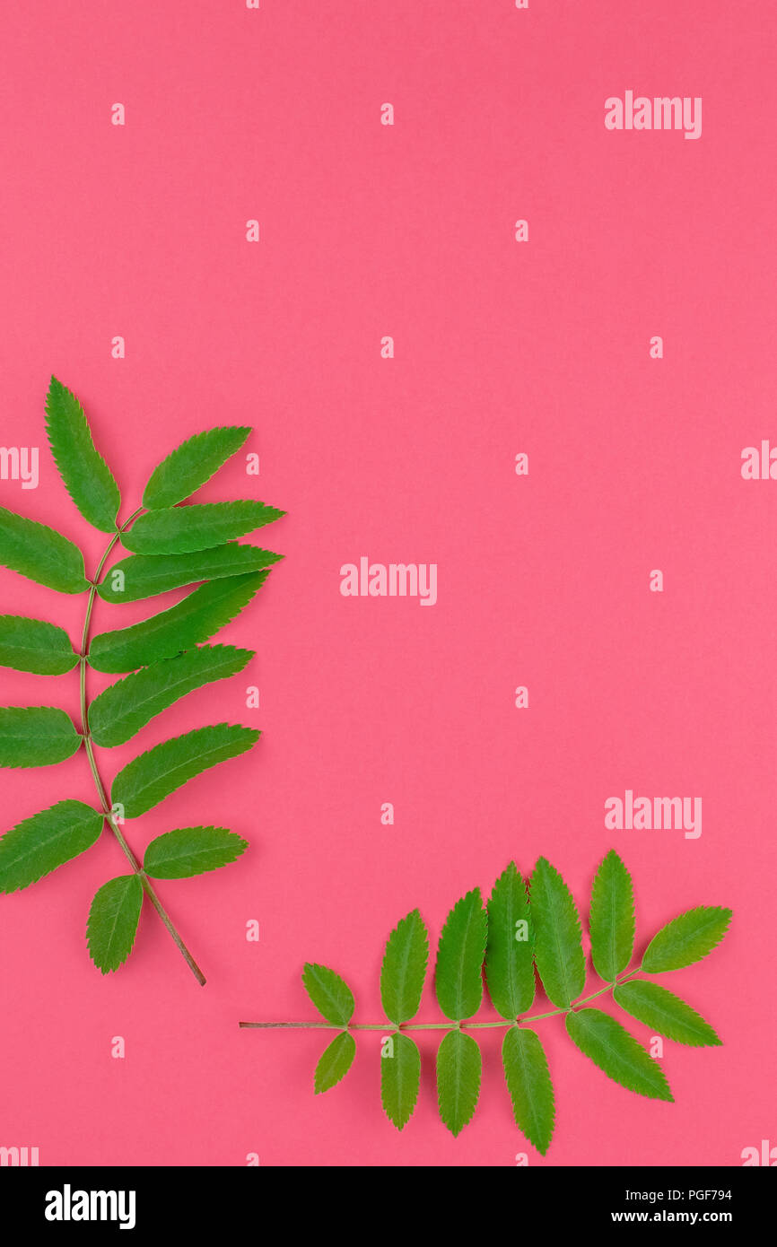 Creative flat lay top view pattern with fresh green rowan tree leaves ...