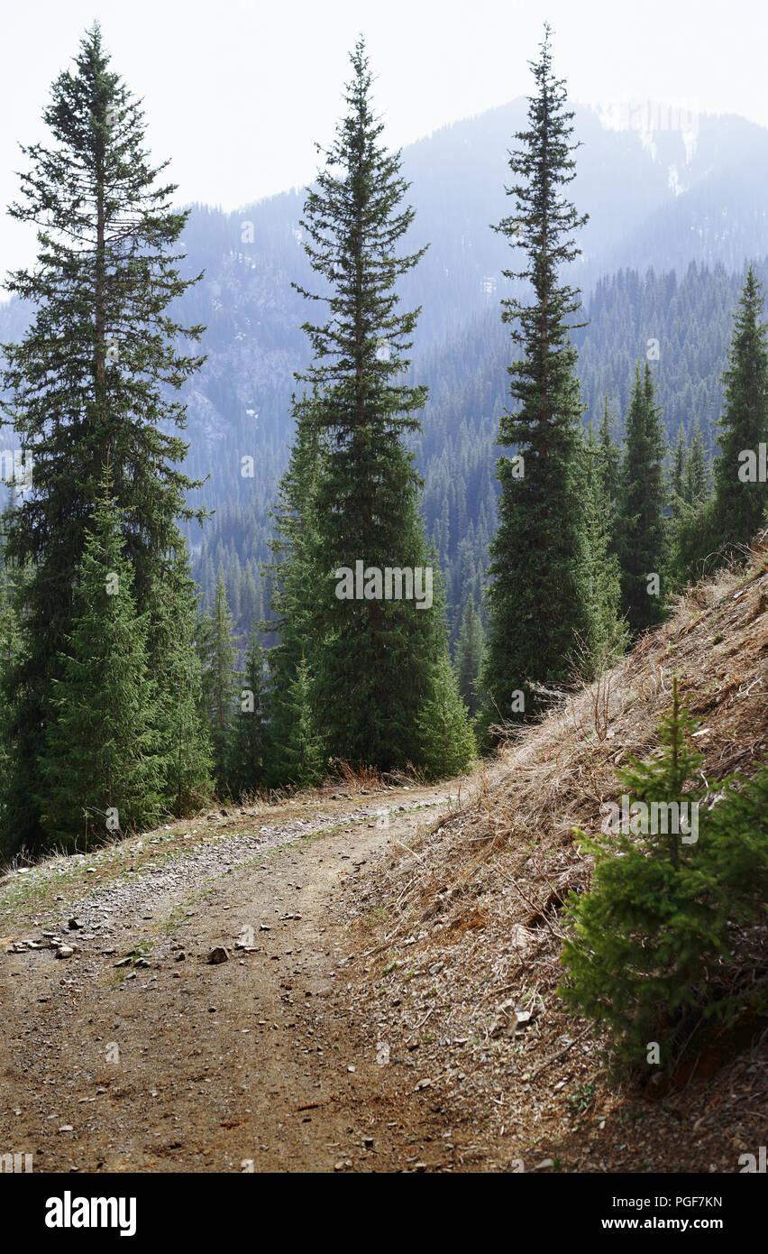 Natural parkland in Colorado mountains Stock Photo - Alamy