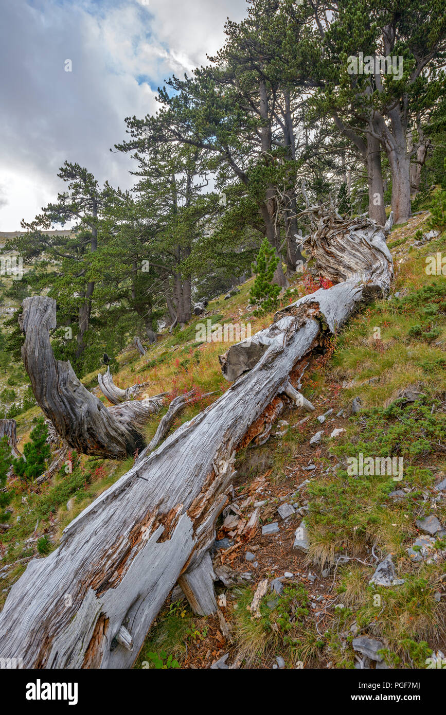 Rotten and fallen tree hi-res stock photography and images - Alamy