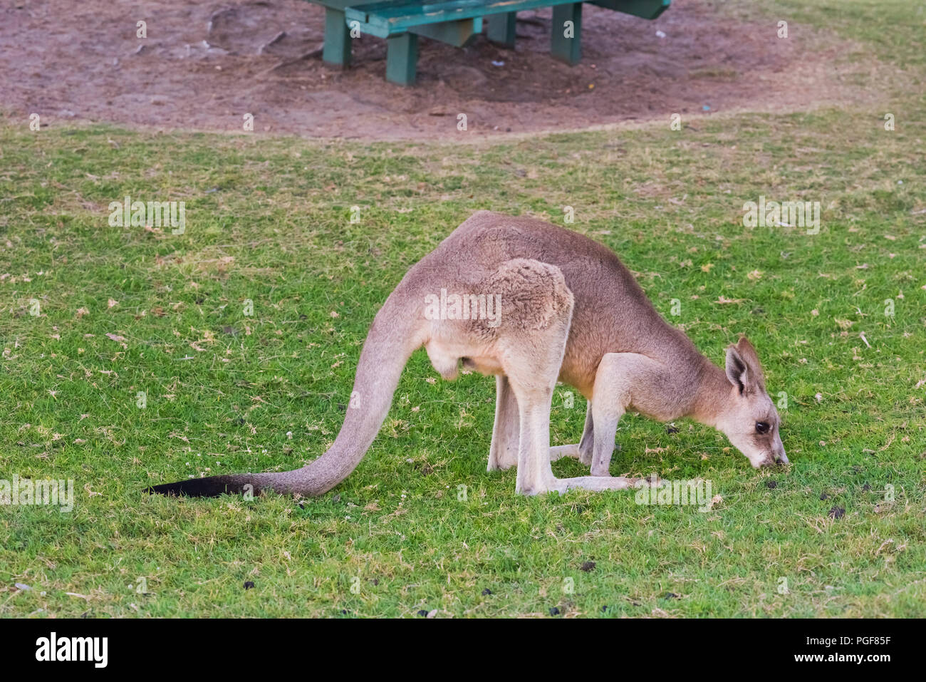 North Stradbroke Island native animals in Queensland, Australia Stock ...