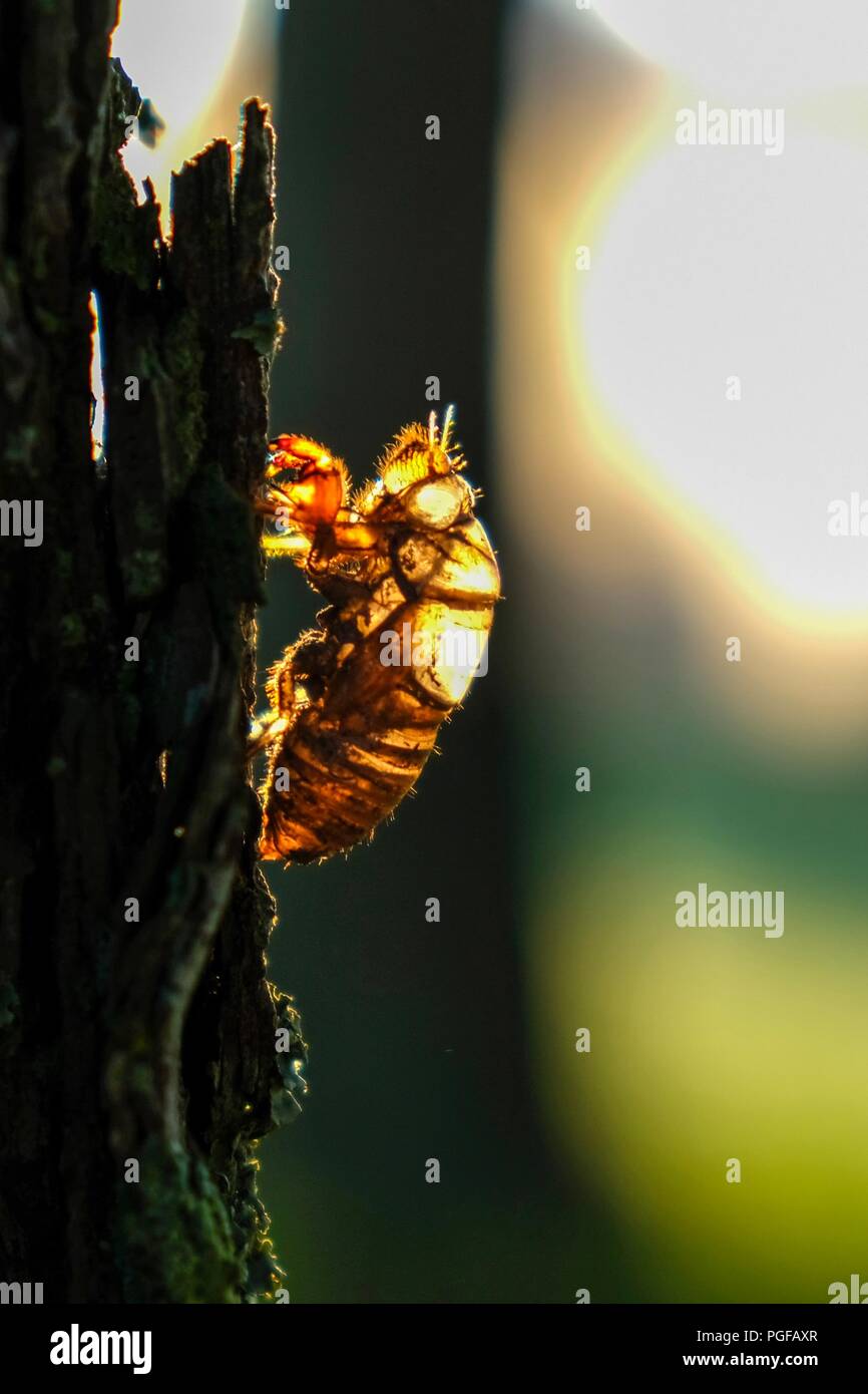 Car stuck tree hi-res stock photography and images - Alamy