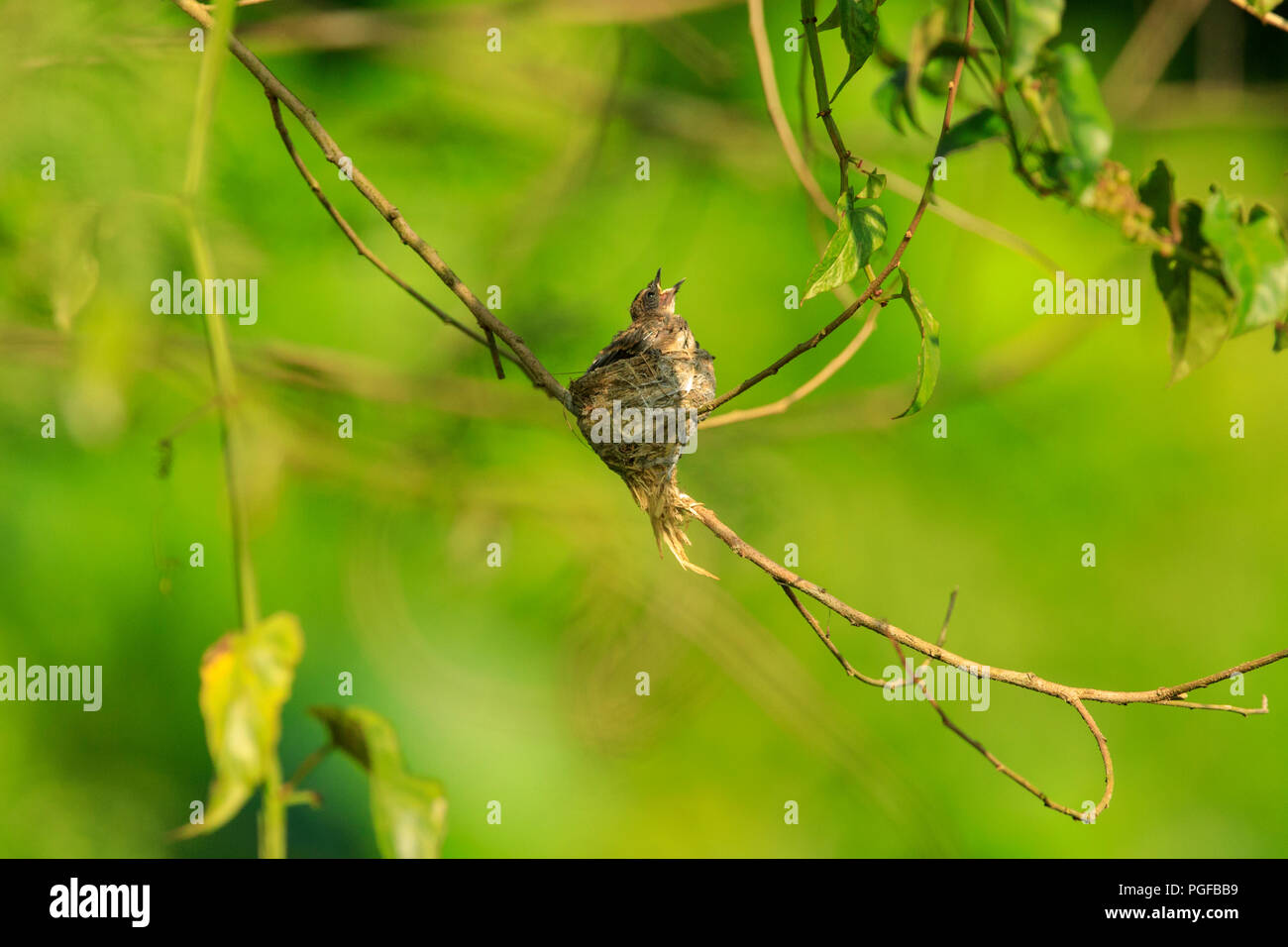 A Malaysian Pied Fantail bird in a nest at Kranji Marshes, Singapore ...