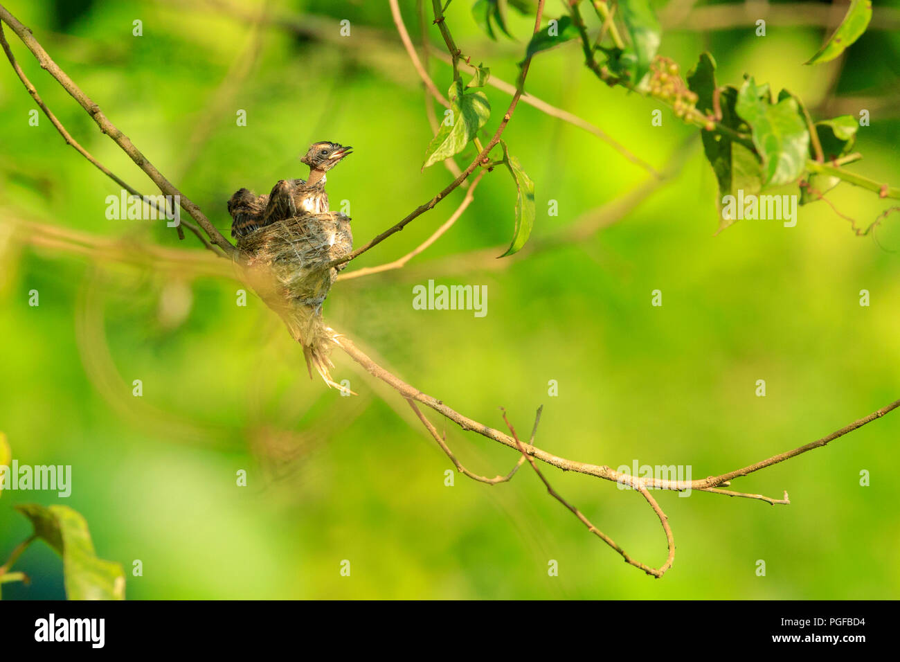 A Malaysian Pied Fantail bird in a nest at Kranji Marshes, Singapore ...
