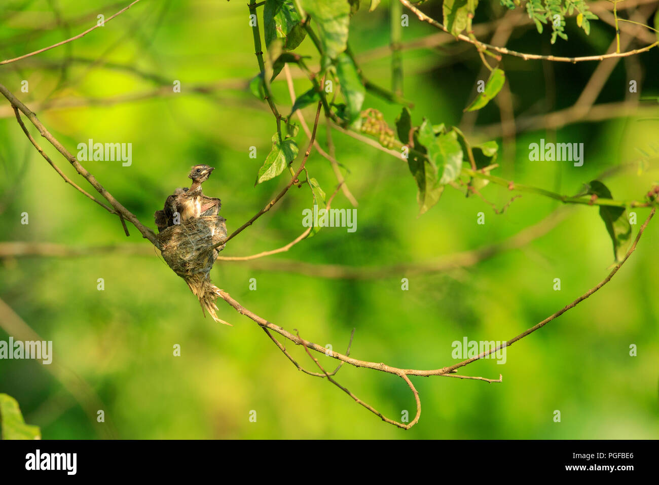 A Malaysian Pied Fantail bird in a nest at Kranji Marshes, Singapore ...
