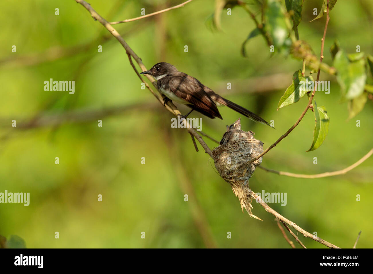 A Malaysian Pied Fantail bird in a nest at Kranji Marshes, Singapore ...