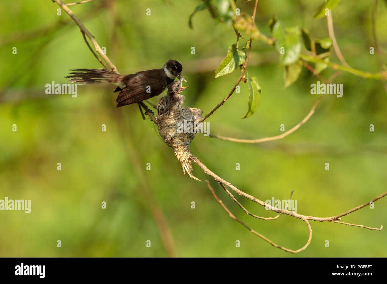 A Malaysian Pied Fantail bird in a nest at Kranji Marshes, Singapore ...