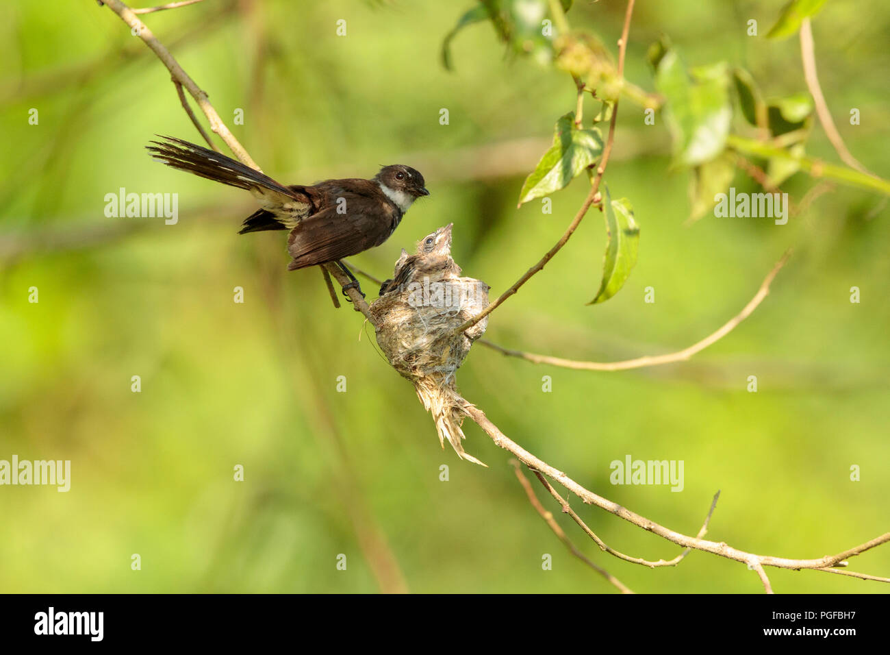 A Malaysian Pied Fantail bird in a nest at Kranji Marshes, Singapore ...