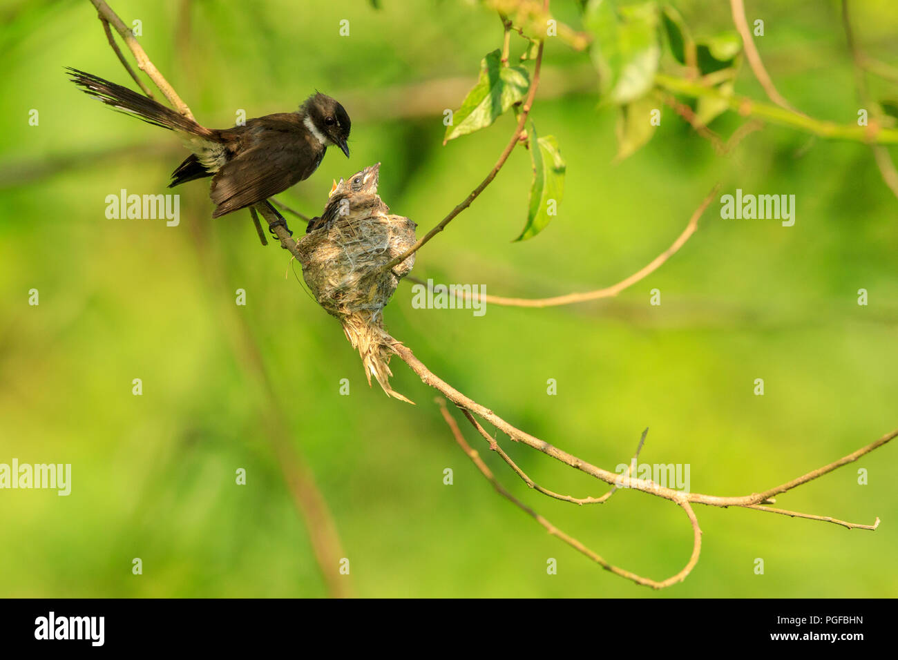 A Malaysian Pied Fantail bird in a nest at Kranji Marshes, Singapore ...