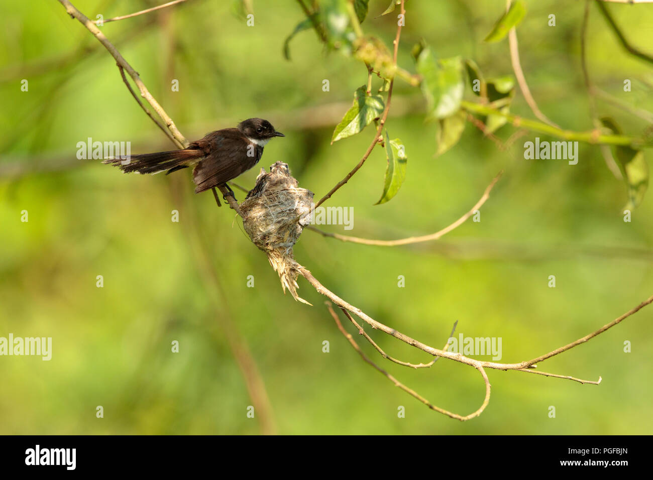 A Malaysian Pied Fantail bird in a nest at Kranji Marshes, Singapore ...