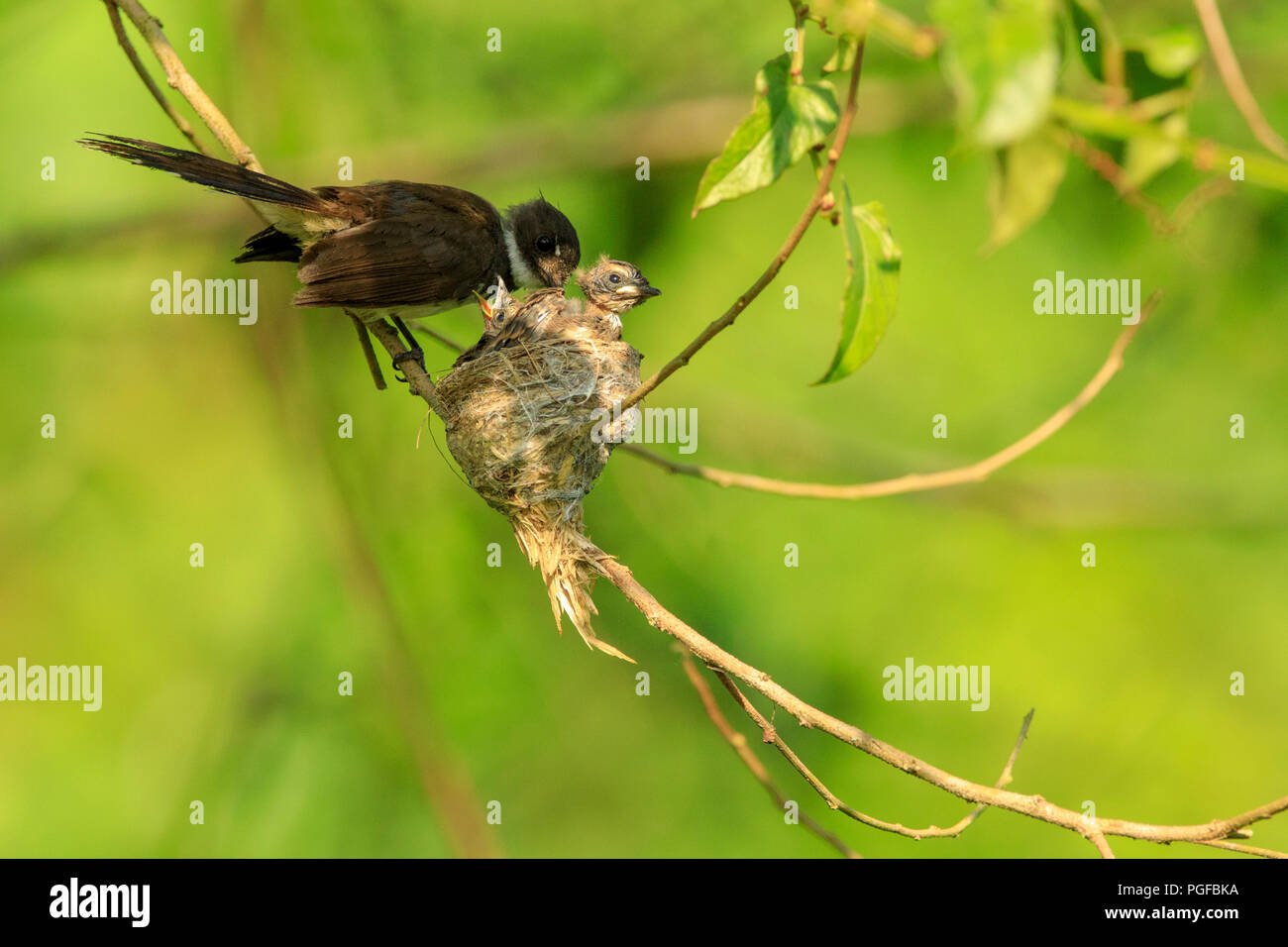 A Malaysian Pied Fantail bird in a nest at Kranji Marshes, Singapore ...