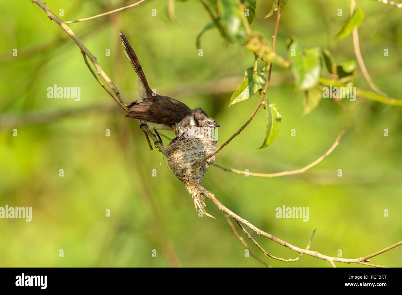 A Malaysian Pied Fantail bird in a nest at Kranji Marshes, Singapore ...