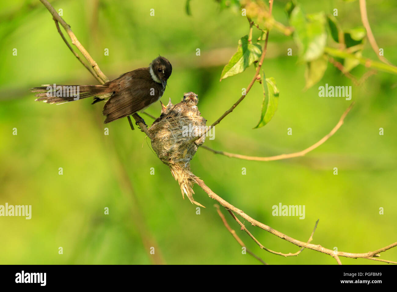 Fantail bird hi-res stock photography and images - Alamy
