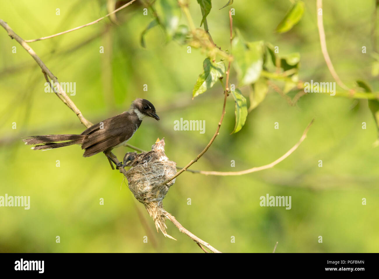 A Malaysian Pied Fantail bird in a nest at Kranji Marshes, Singapore ...