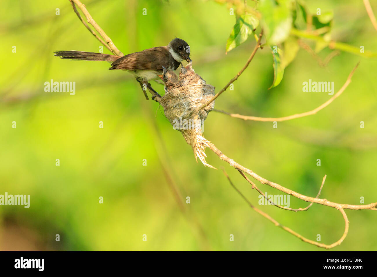 A Malaysian Pied Fantail bird in a nest at Kranji Marshes, Singapore ...