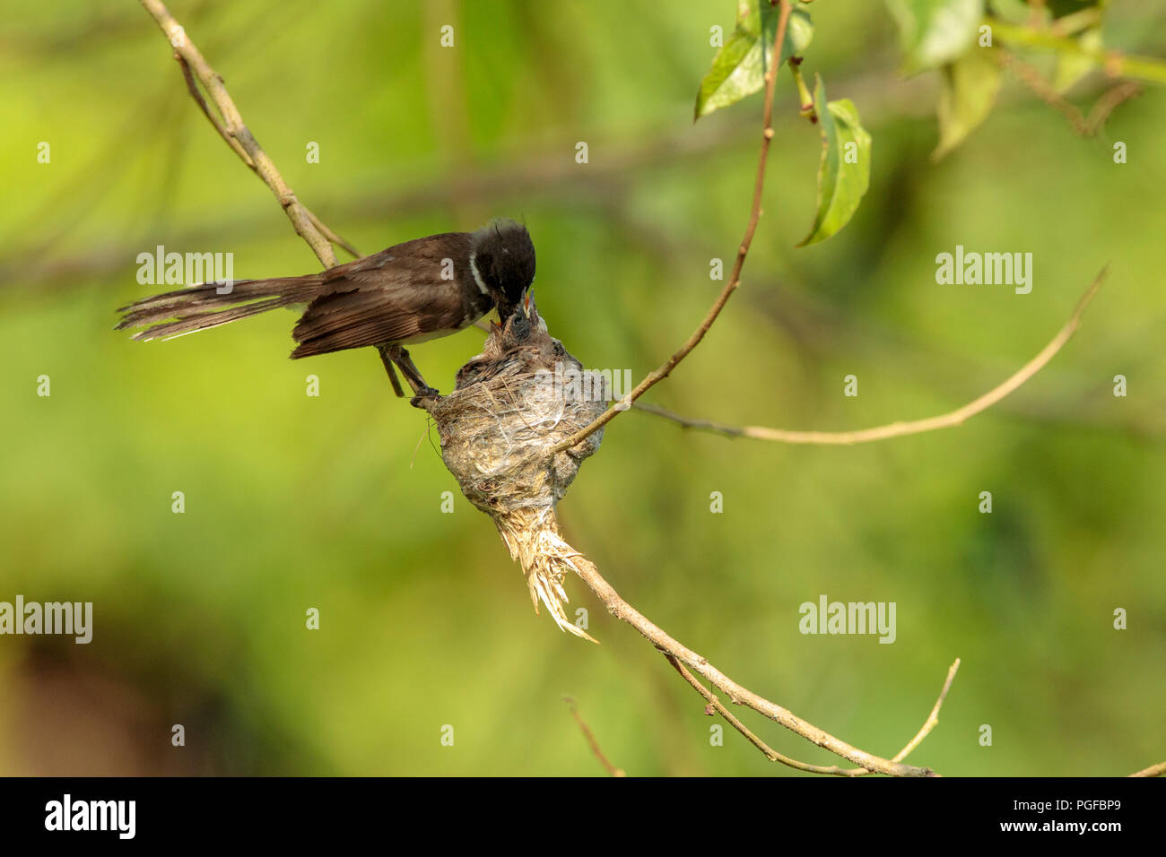 A Malaysian Pied Fantail bird in a nest at Kranji Marshes, Singapore ...