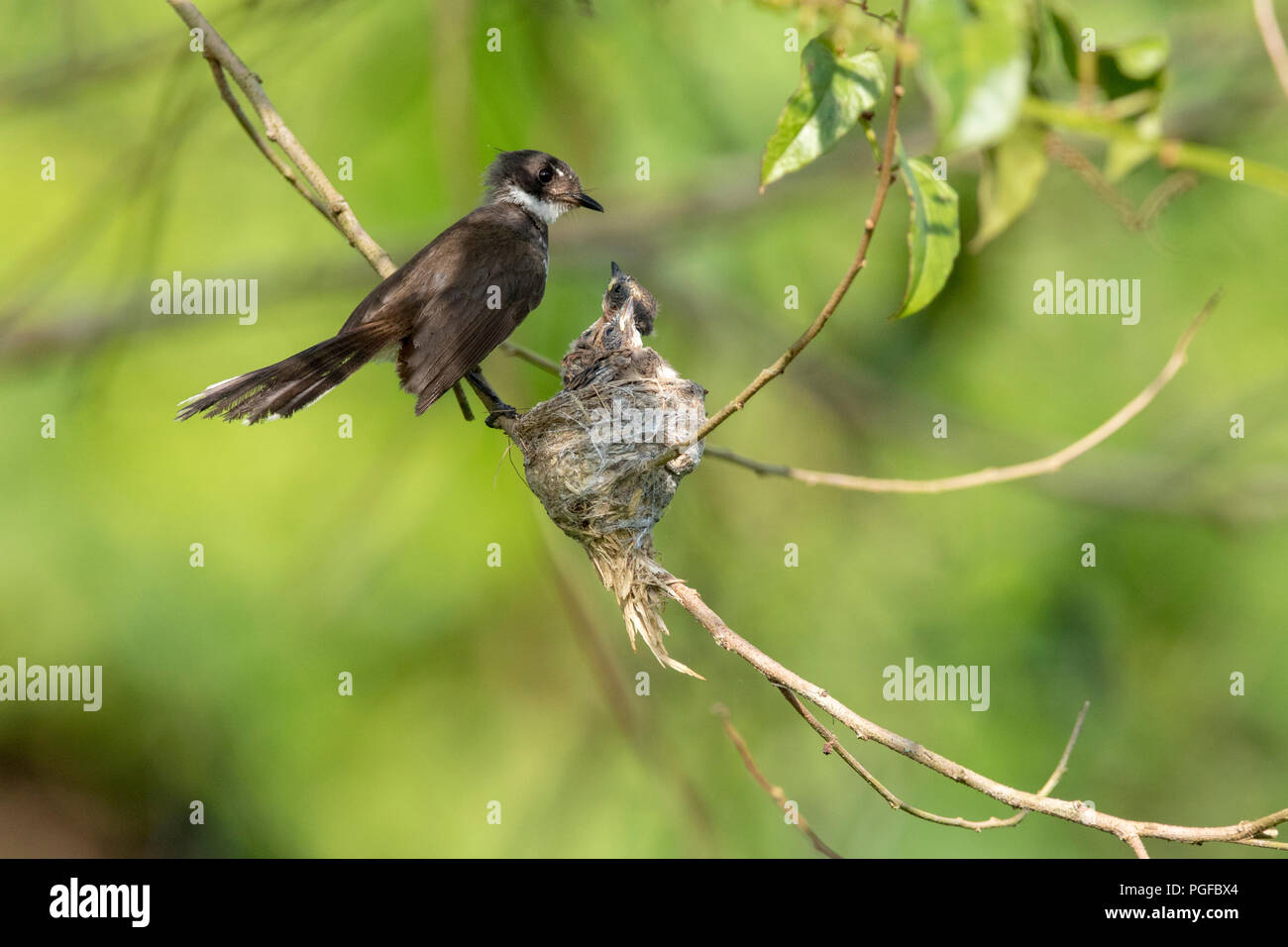 A Malaysian Pied Fantail bird in a nest at Kranji Marshes, Singapore ...