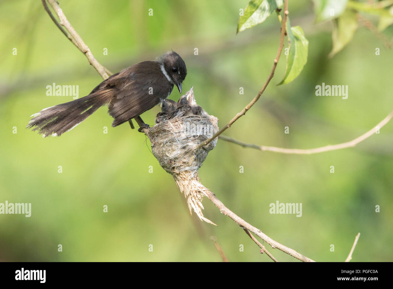 A Malaysian Pied Fantail bird in a nest at Kranji Marshes, Singapore ...