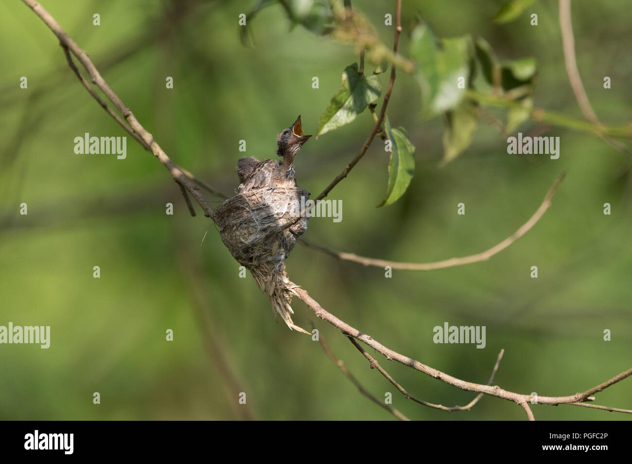 A Malaysian Pied Fantail bird in a nest at Kranji Marshes, Singapore ...