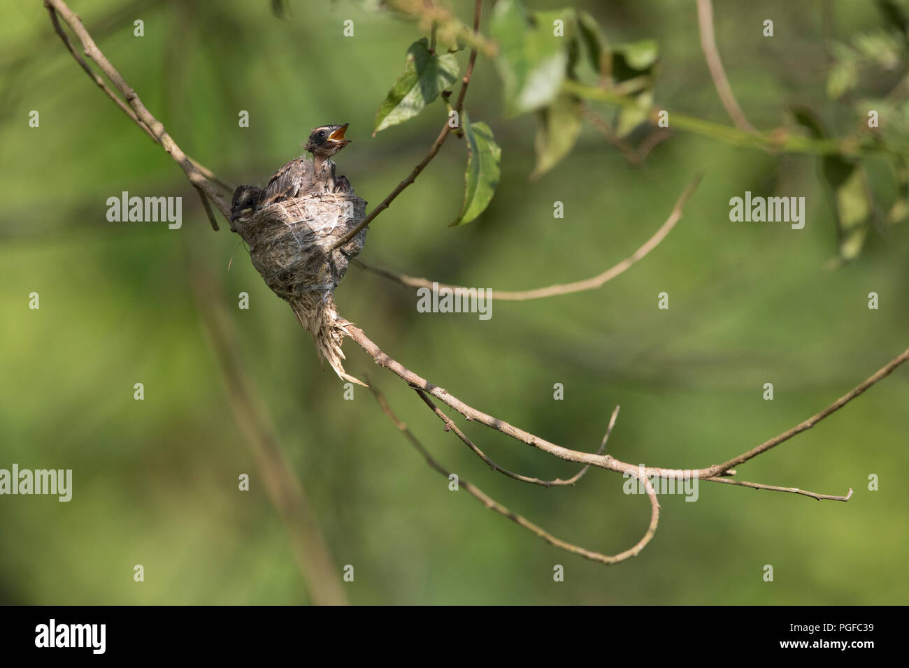 A Malaysian Pied Fantail bird in a nest at Kranji Marshes, Singapore ...