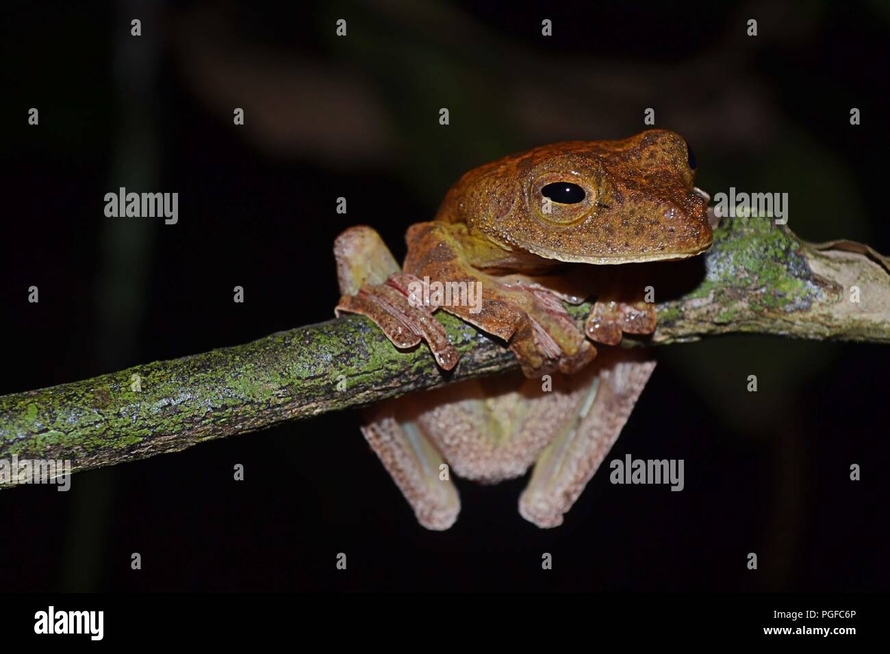 The adventure of night walk in Borneo rainforest Stock Photo - Alamy